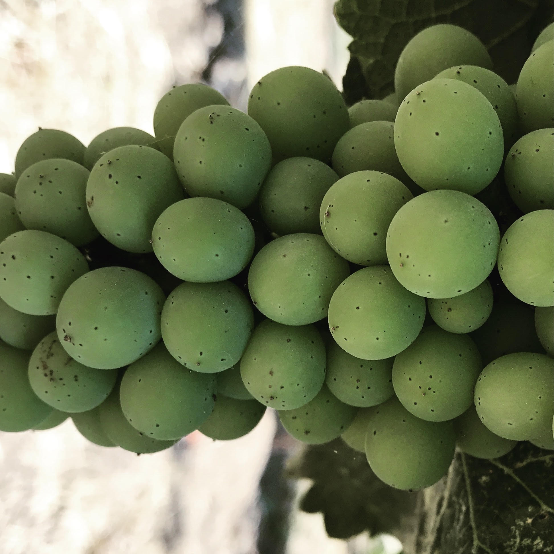grapes side for web | Kalyra Winery